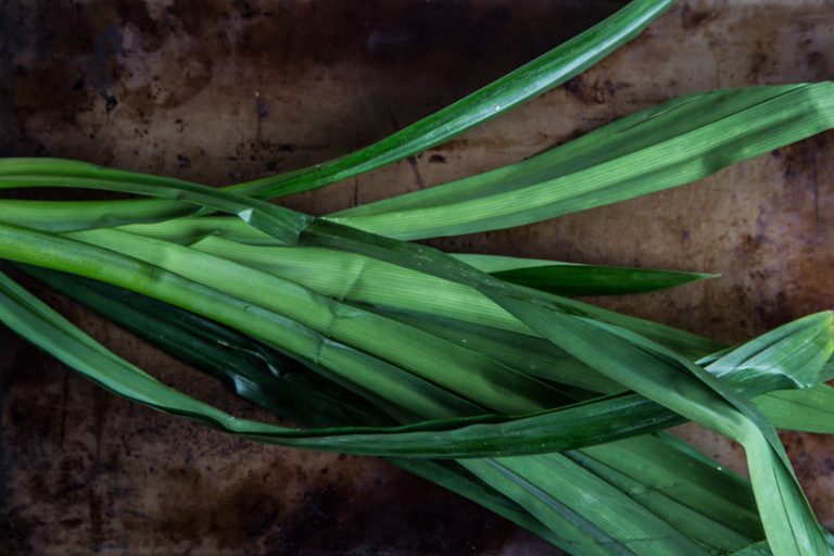 What is Pandan Leaf ? - What To Cook Today